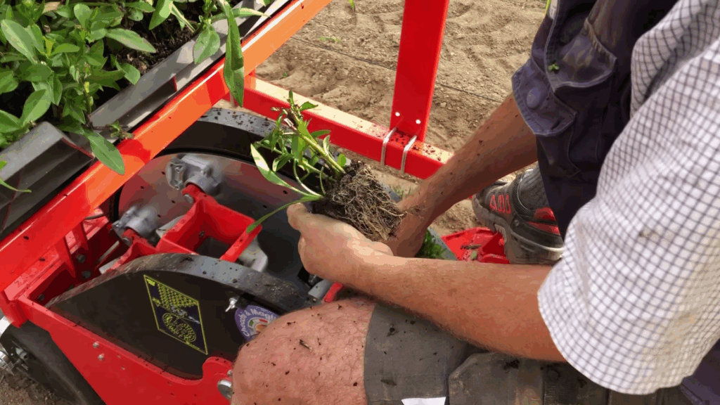 Trapiantatrice Wolf Pro Compact - Checchi & Magli